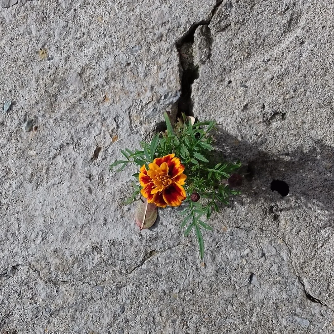 The Intricate Dance of Resolve and Resolution - Stella Luna Therapy